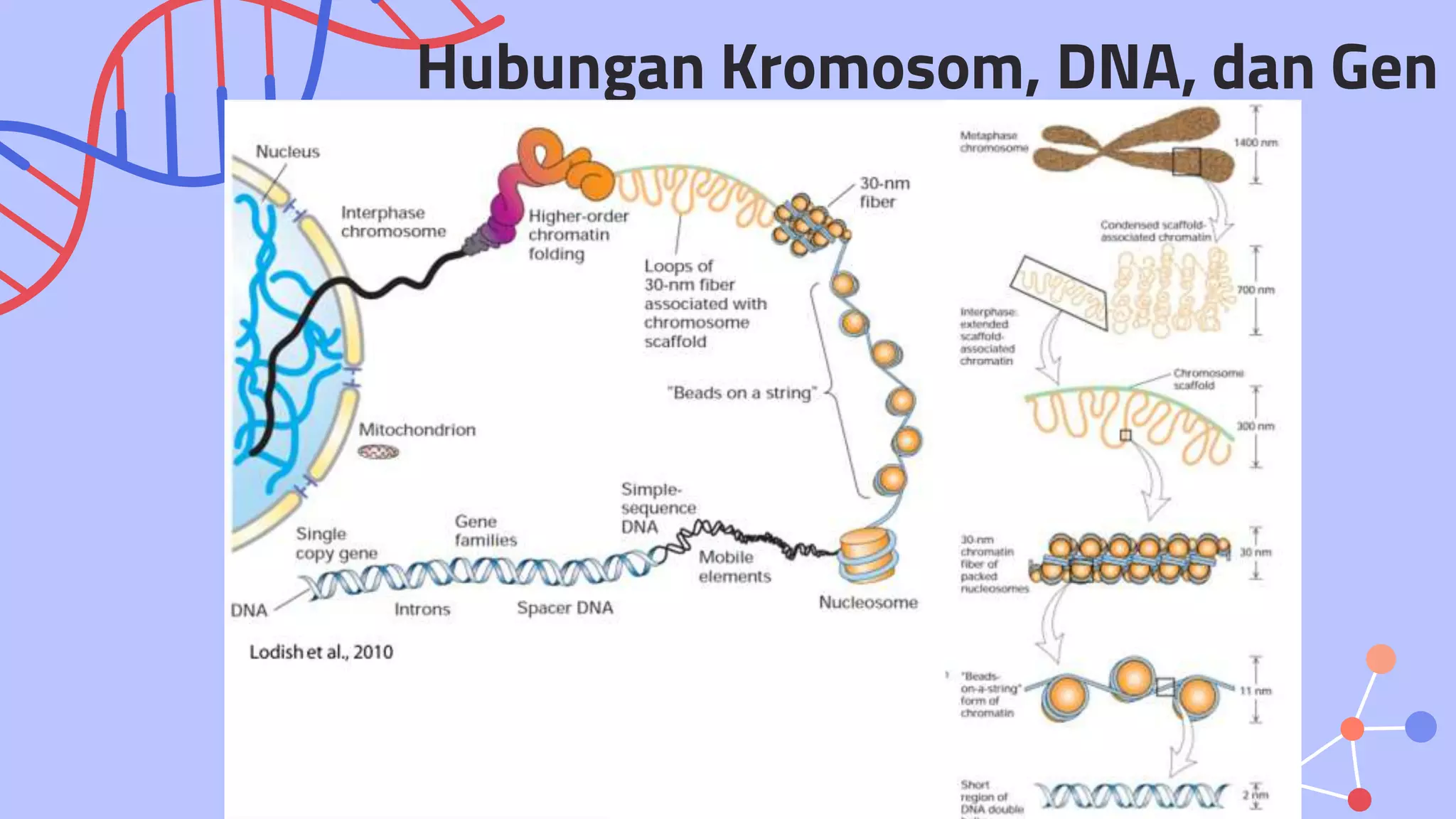 PPT Materi Genetik.pptx