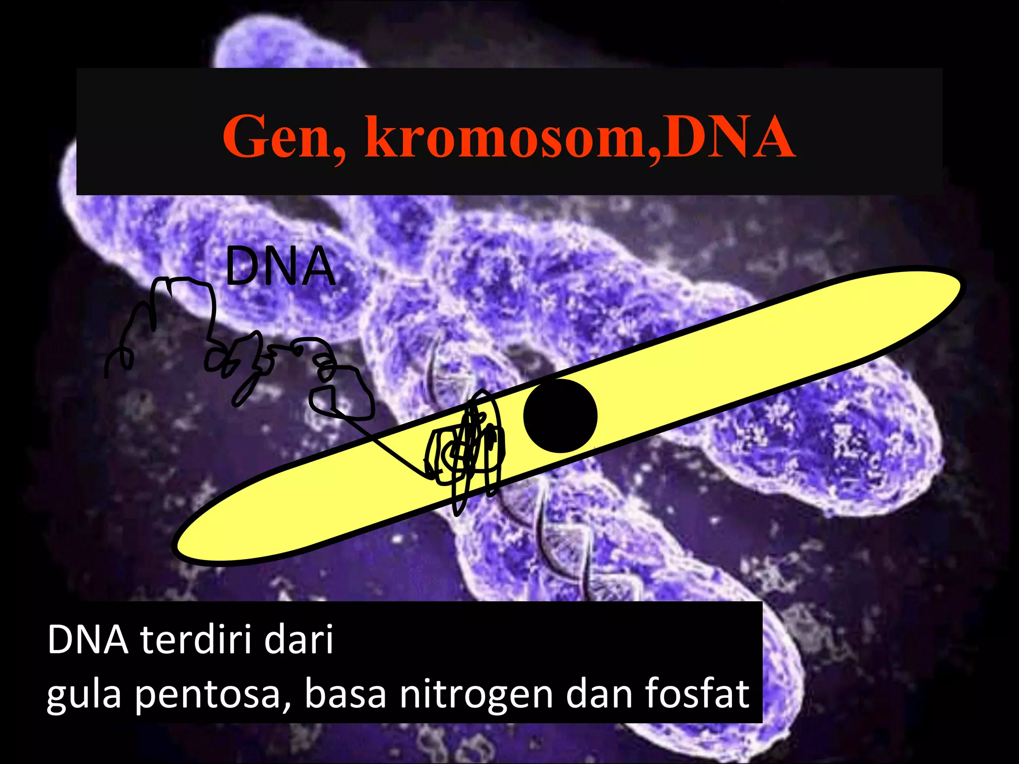 Ppt materi genetika | PPT