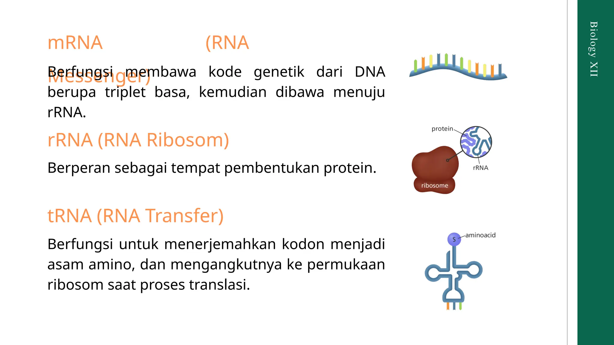 PPT_Materi_Genetik_Biologi_Kelas_XII_Fas.pptx