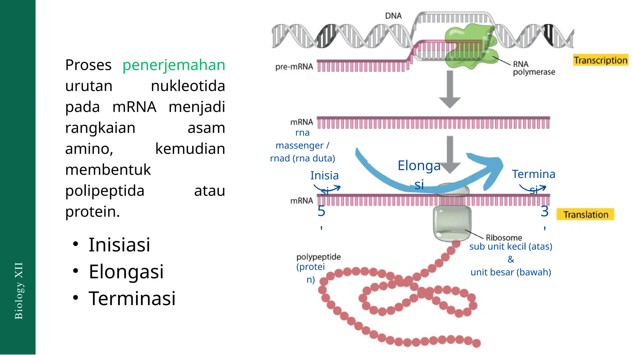 PPT_Materi_Genetik_Biologi_Kelas_XII_Fas.pptx