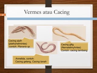 PPT MAKHLUK HIDUP DAN LINGKUNGANNYA, KLASIFIKASI MAKHLUK HIDUP | PPTX
