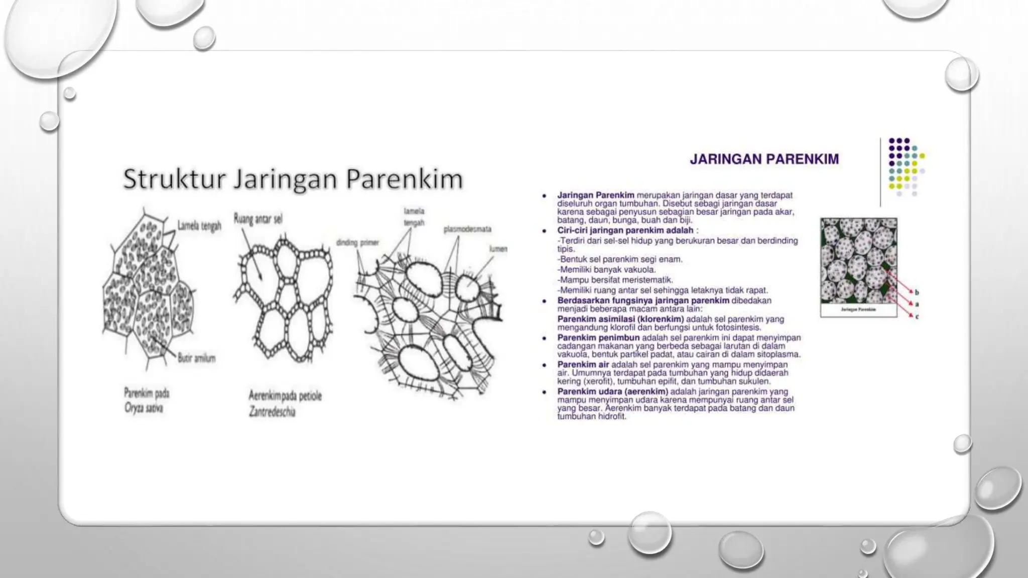 PPT materi struktur sel dan jaringan tumbuhan dan jaringan hewan. | PPT