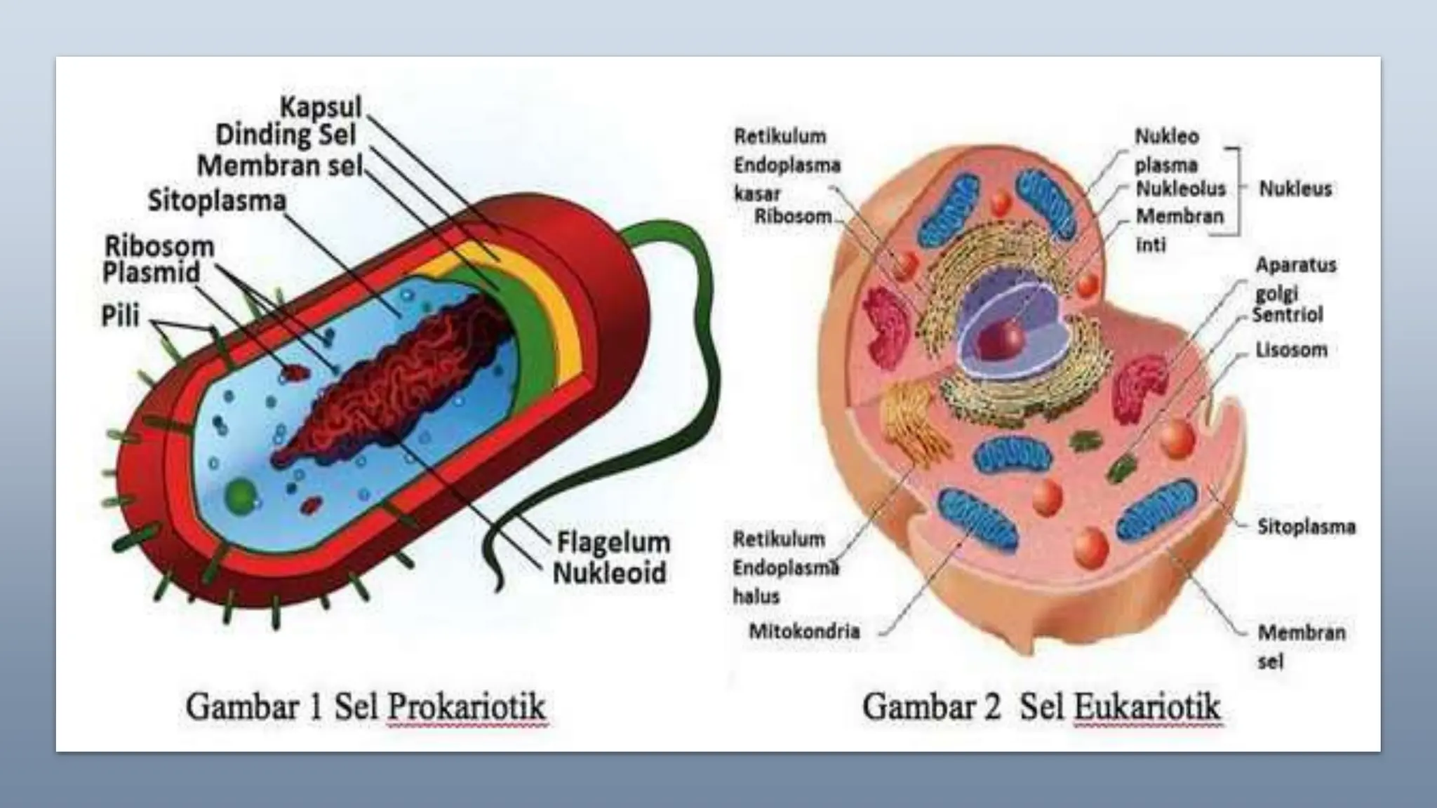 PPT materi struktur sel dan jaringan tumbuhan dan jaringan hewan. | PPT