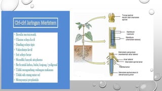 PPT materi struktur sel dan jaringan tumbuhan dan jaringan hewan. | PPTX