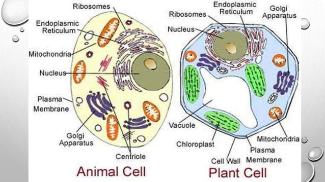 PPT materi struktur sel dan jaringan tumbuhan dan jaringan hewan. | PPTX