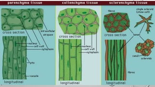 PPT materi struktur sel dan jaringan tumbuhan dan jaringan hewan. | PPTX