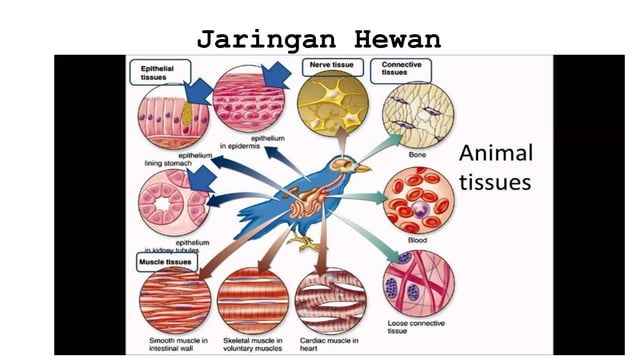 PPT materi struktur sel dan jaringan tumbuhan dan jaringan hewan. | PPTX