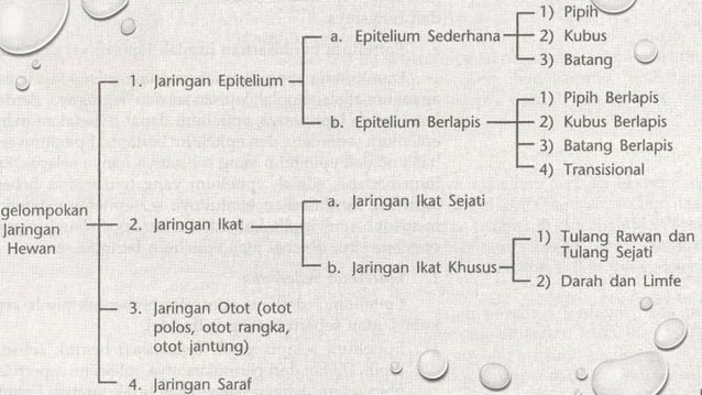 PPT materi struktur sel dan jaringan tumbuhan dan jaringan hewan. | PPTX