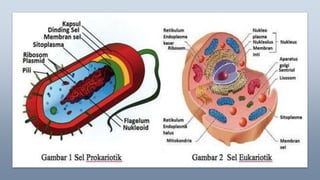 PPT materi struktur sel dan jaringan tumbuhan dan jaringan hewan. | PPTX