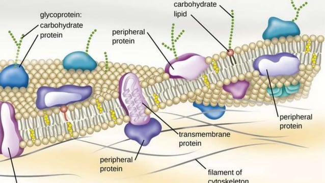 PPT materi struktur sel dan jaringan tumbuhan dan jaringan hewan. | PPTX