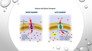 PPT materi struktur sel dan jaringan tumbuhan dan jaringan hewan. | PPTX