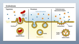 PPT materi struktur sel dan jaringan tumbuhan dan jaringan hewan. | PPTX