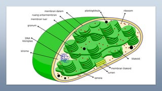 PPT materi struktur sel dan jaringan tumbuhan dan jaringan hewan. | PPTX