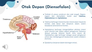 PPT_Materi Sistem Koordinasi (sistem saraf) 2.pptx
