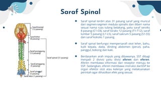 PPT_Materi Sistem Koordinasi (sistem saraf) 2.pptx