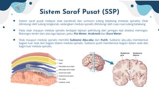 PPT_Materi Sistem Koordinasi (sistem saraf) 2.pptx