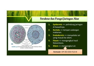 PPT Materi Struktur Jaringan Tumbuhan (Intan Maulida Ulfa).pdf