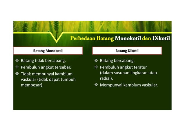 PPT Materi Struktur Jaringan Tumbuhan (Intan Maulida Ulfa).pdf