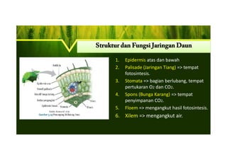 PPT Materi Struktur Jaringan Tumbuhan (Intan Maulida Ulfa).pdf