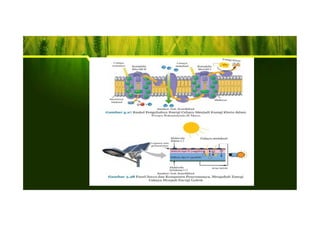 PPT Materi Struktur Jaringan Tumbuhan (Intan Maulida Ulfa).pdf
