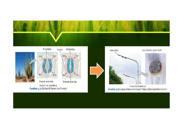 PPT Materi Struktur Jaringan Tumbuhan (Intan Maulida Ulfa).pdf