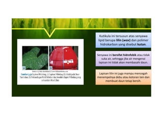 PPT Materi Struktur Jaringan Tumbuhan (Intan Maulida Ulfa).pdf