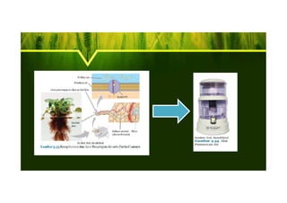PPT Materi Struktur Jaringan Tumbuhan (Intan Maulida Ulfa).pdf