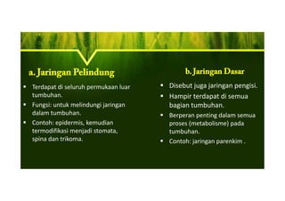 PPT Materi Struktur Jaringan Tumbuhan (Intan Maulida Ulfa).pdf