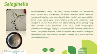 Dalam slide ini dipaparkan tentang Struktur Perkembangan Tumbuhan ...