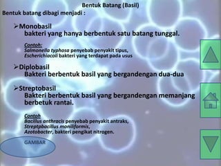Ppt medtek archae dan eubacteria | PPT