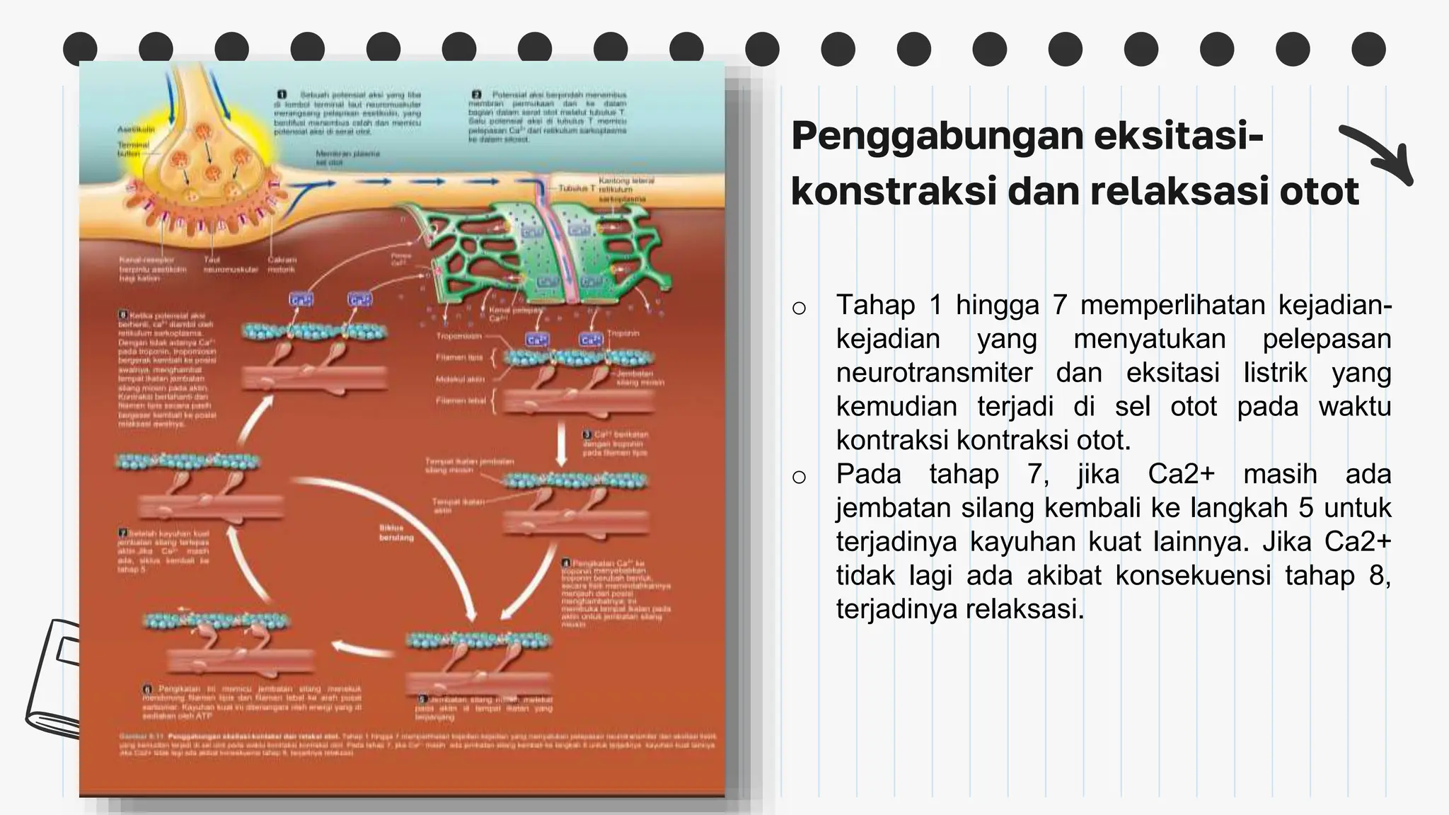 PPT MEKANISME RELAKSASI DAN KONTRAKSI OTOT.pptx