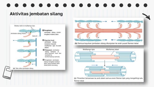 PPT MEKANISME RELAKSASI DAN KONTRAKSI OTOT.pptx