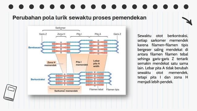 PPT MEKANISME RELAKSASI DAN KONTRAKSI OTOT.pptx