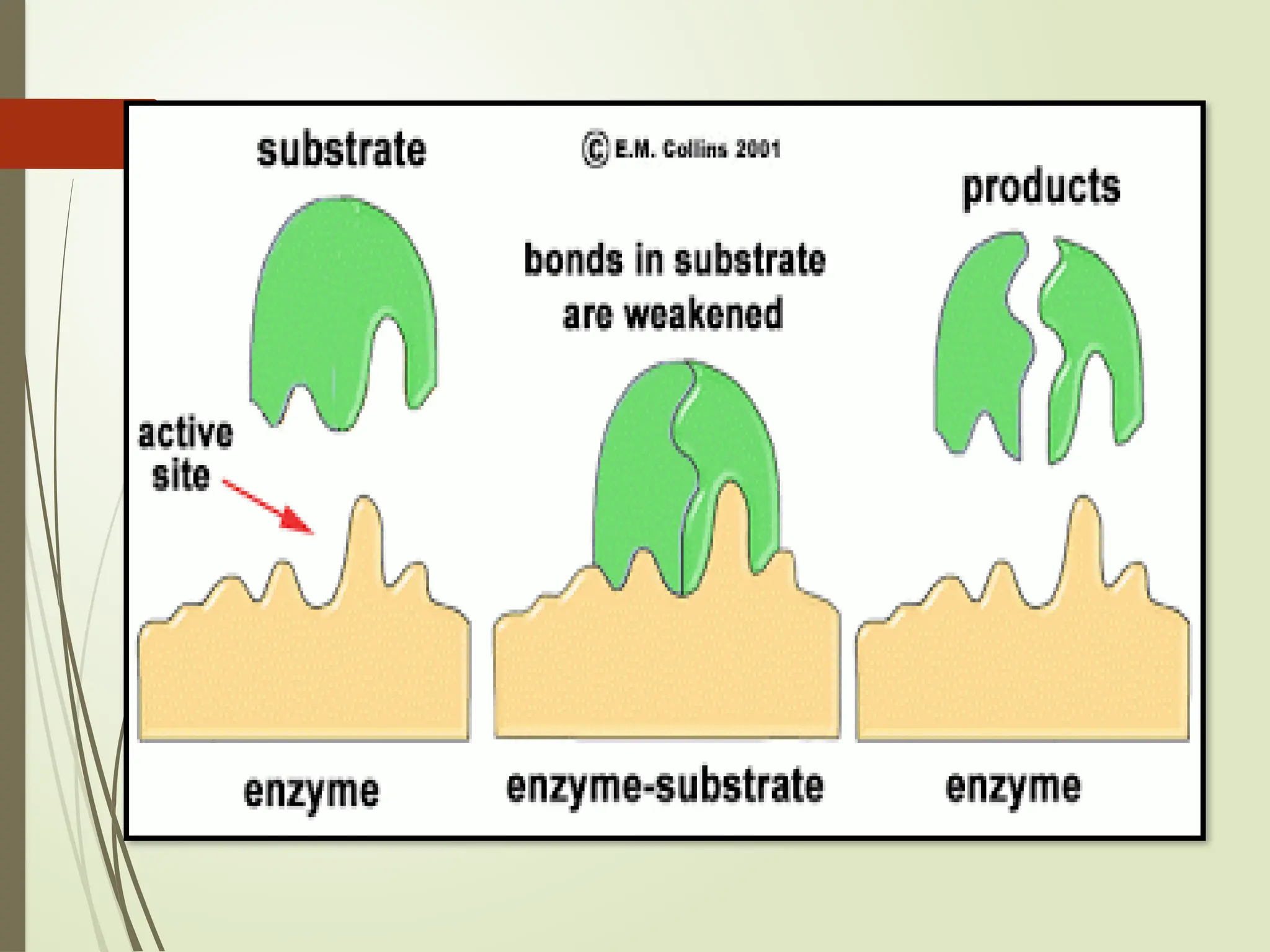 ppt metabolisme, enzim dan cara kerja enzim | PPTX