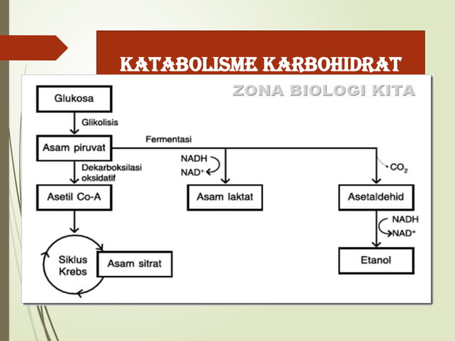 ppt metabolisme, enzim dan cara kerja enzim | PPTX