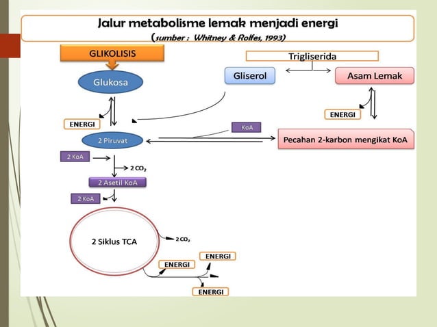 ppt metabolisme, enzim dan cara kerja enzim | PPTX