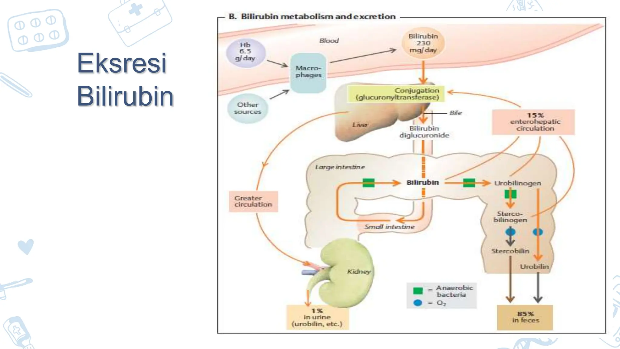 PPT Metabolisme Bilirubin.pptx