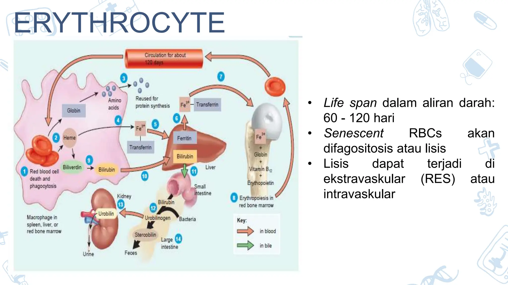 PPT Metabolisme Bilirubin.pptx