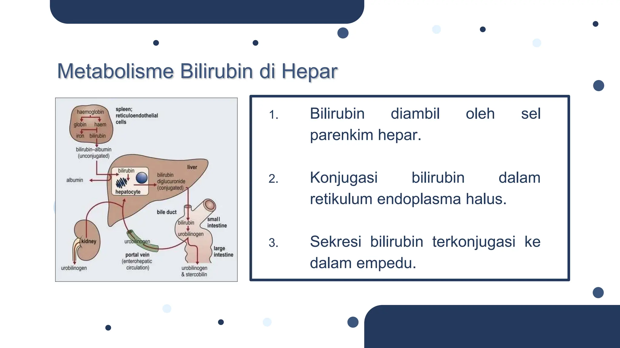 PPT Metabolisme Bilirubin.pptx