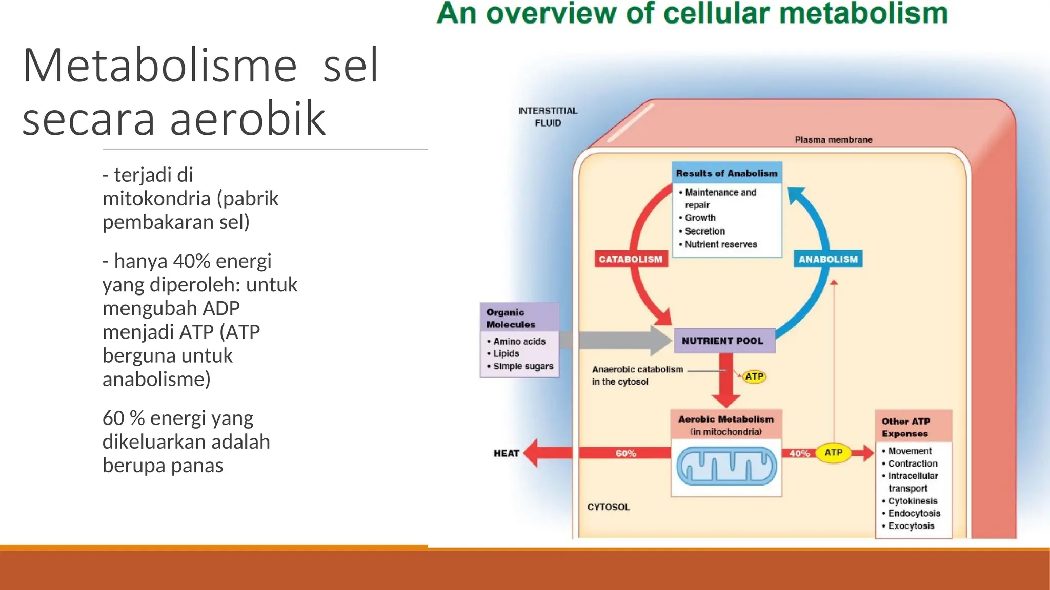 ppt Metabolisssme dan Bioenergi_2021.ppt