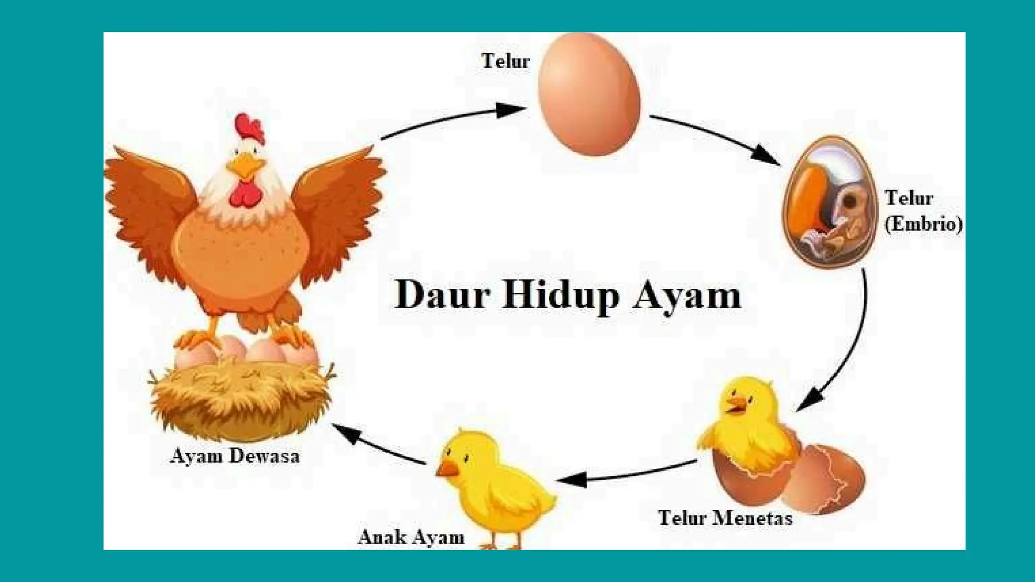 MODUL AJAR PPT METAMORFOSIS IPAS KELAS III.pdf