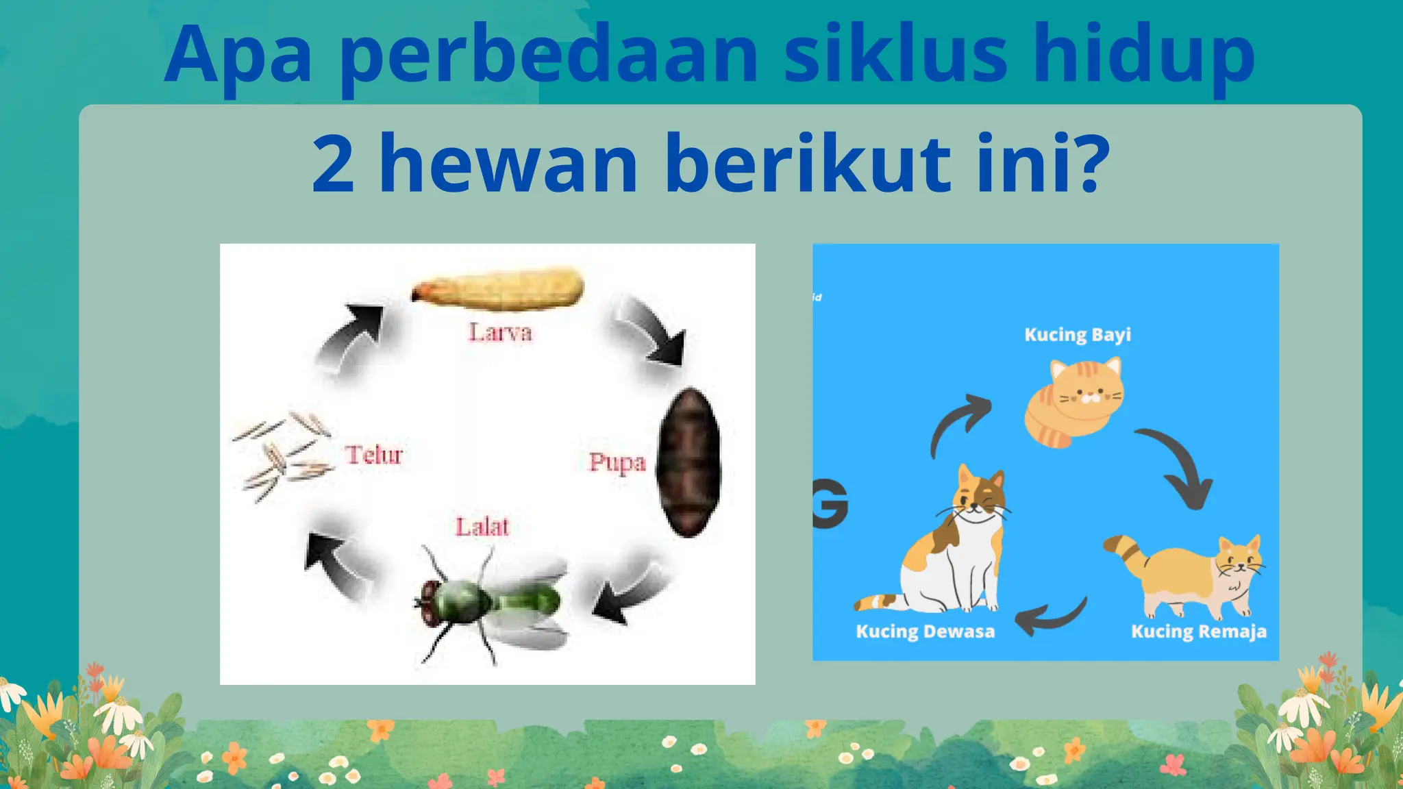 MODUL AJAR PPT METAMORFOSIS IPAS KELAS III.pdf