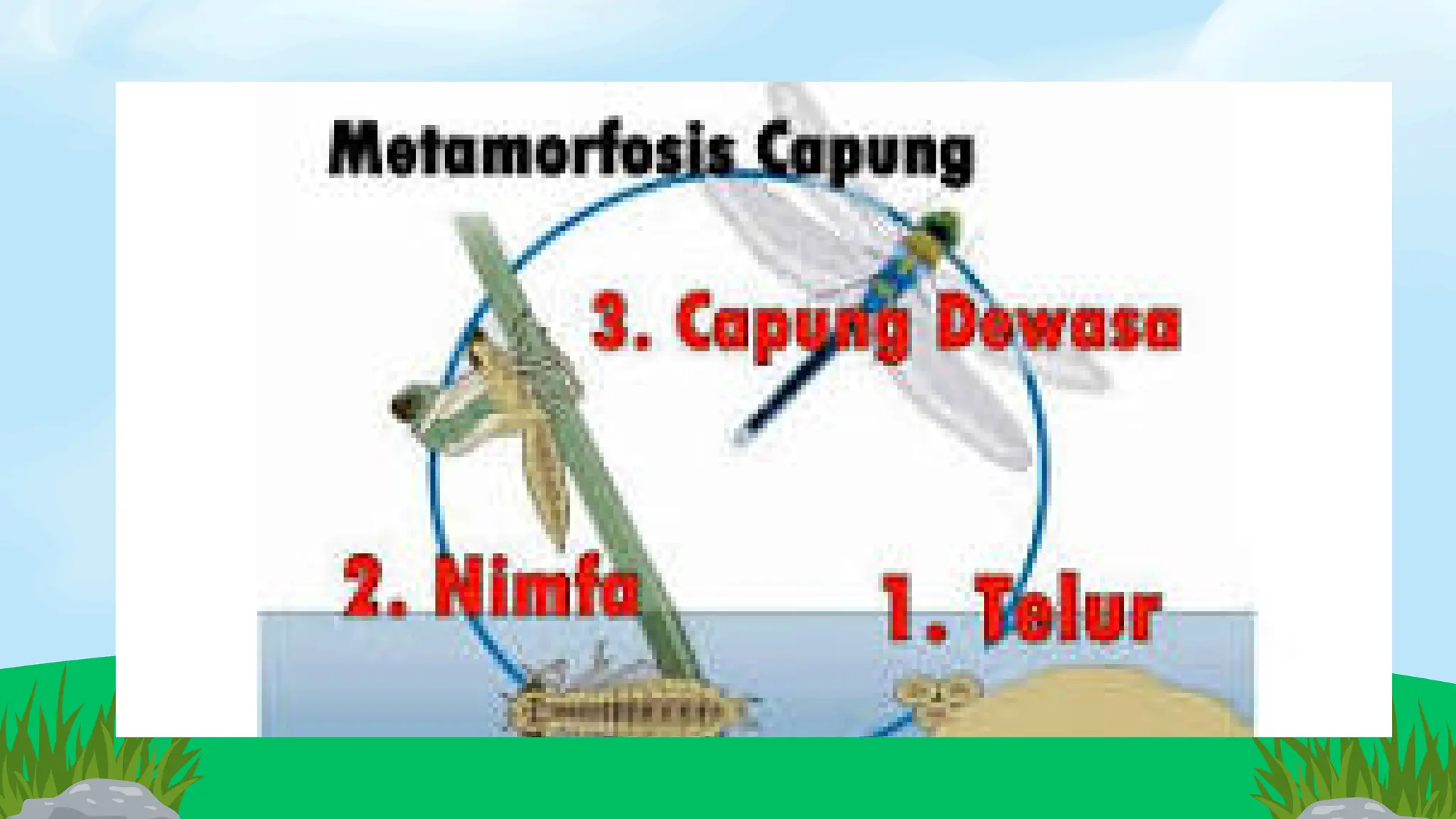 MODUL AJAR PPT METAMORFOSIS IPAS KELAS III.pdf