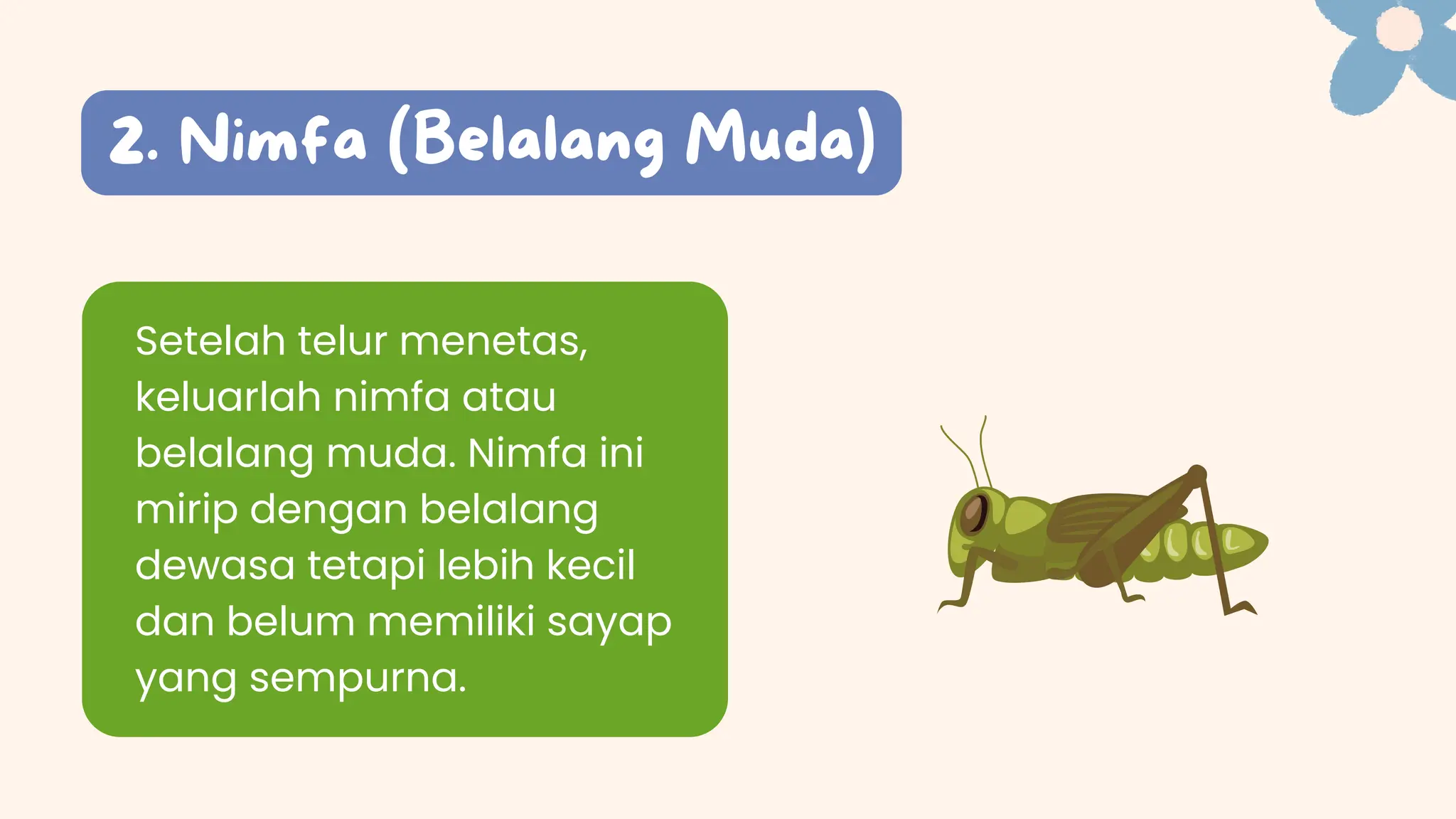 PPT Metamorfosis Sempurna dan tidak Sempurna Anggraeni Wahyu Arini dan ...