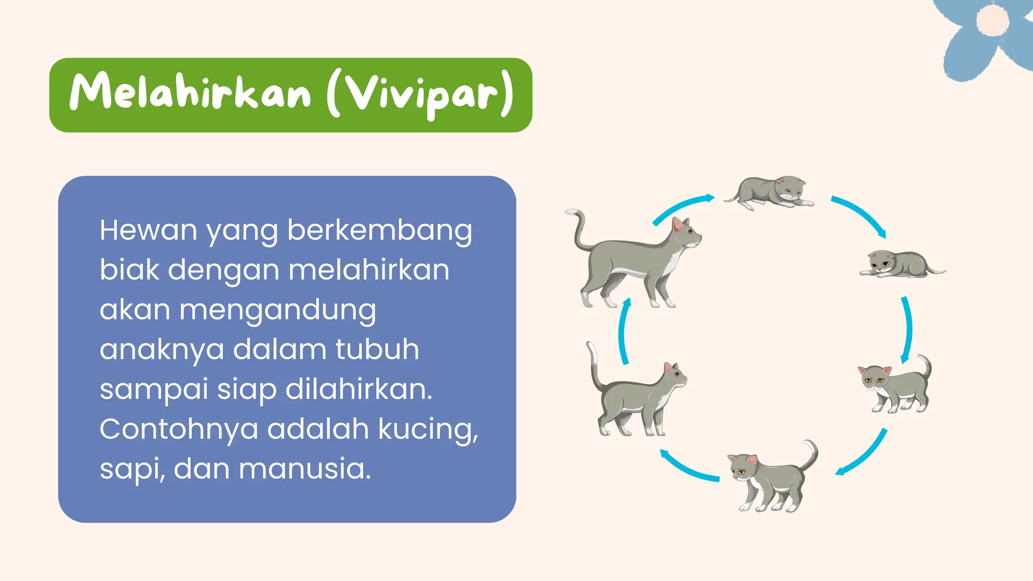 Metamorfosis pada Hewan IPAS Kelas 3 Bab 2 Topik C | PDF