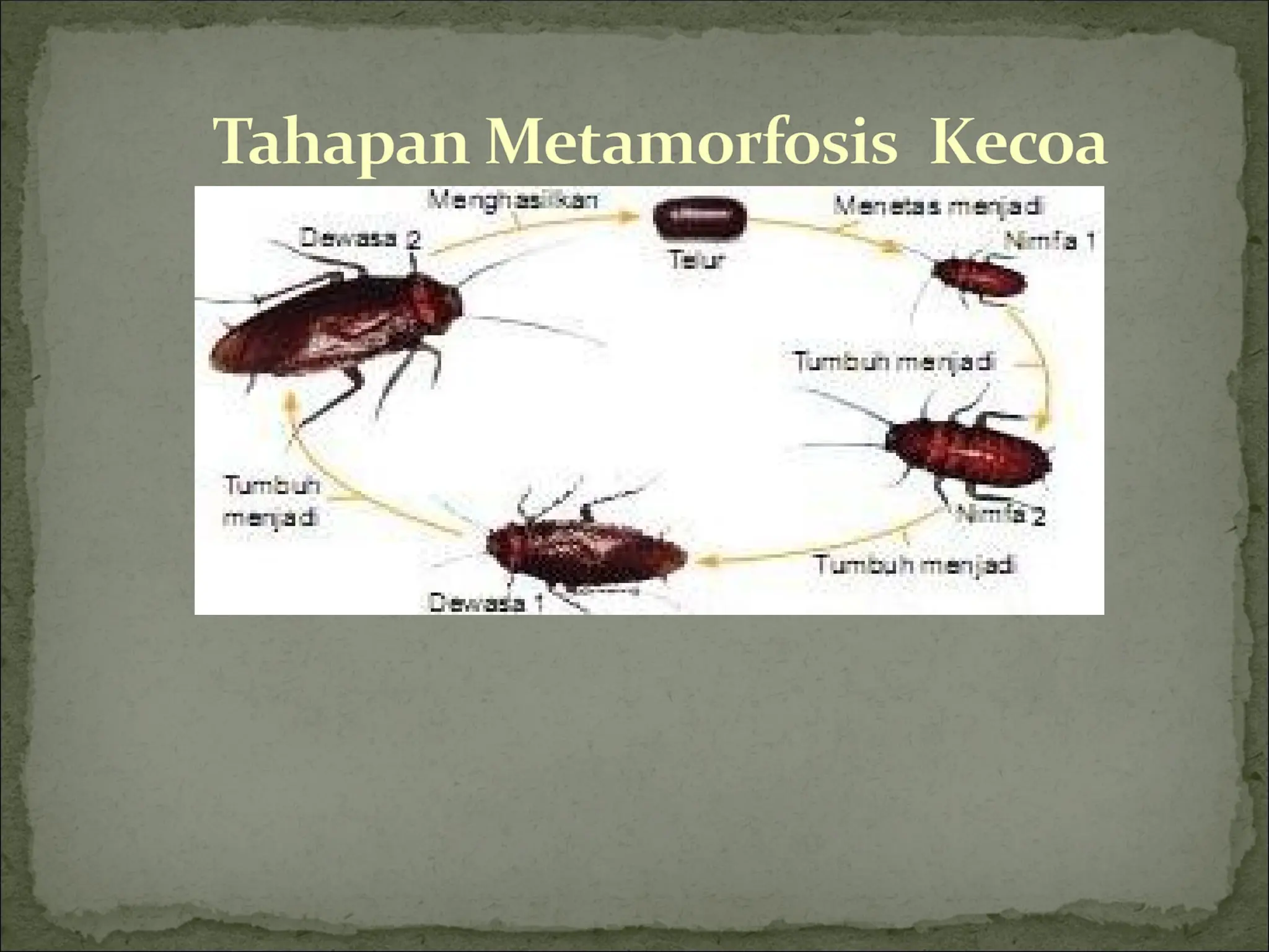 ppt metamorfosis......................ppt
