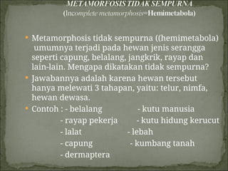 ppt metamorfosis......................ppt