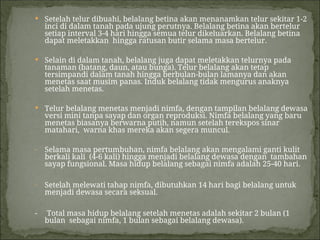 ppt metamorfosis......................ppt