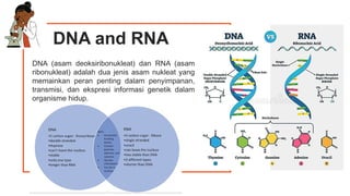 PPT Metode Analisis DNA RNA UTS_Rinjani Ayundatika Putri_24030123420010 ...
