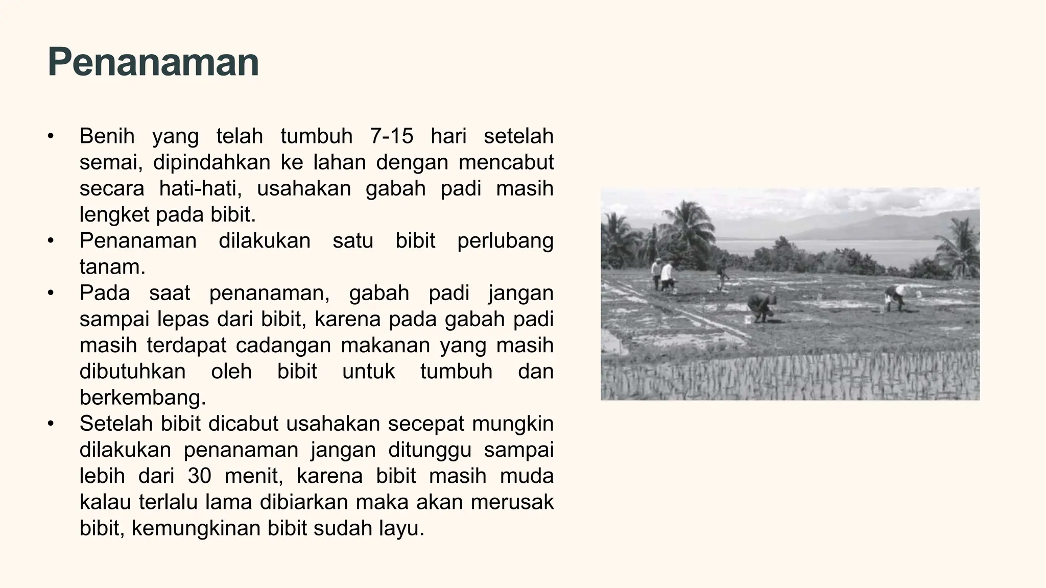 PPT budidaya pasi dengan menggunakan metode sri | PPTX